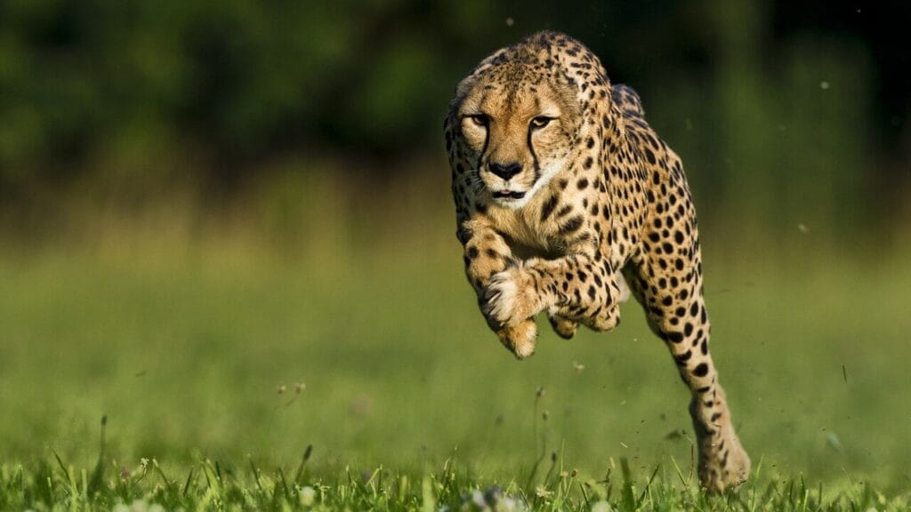 List of World Records for Fastest Animals - ListFist.com